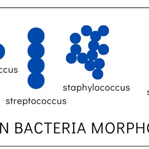 Micro Cheat Sheet! Microbiology/gram Stain/serology Notes - Mlt/mls ...