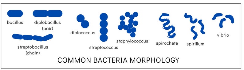 Micro Cheat Sheet! Microbiology/gram Stain/serology Notes - Mlt/mls ...