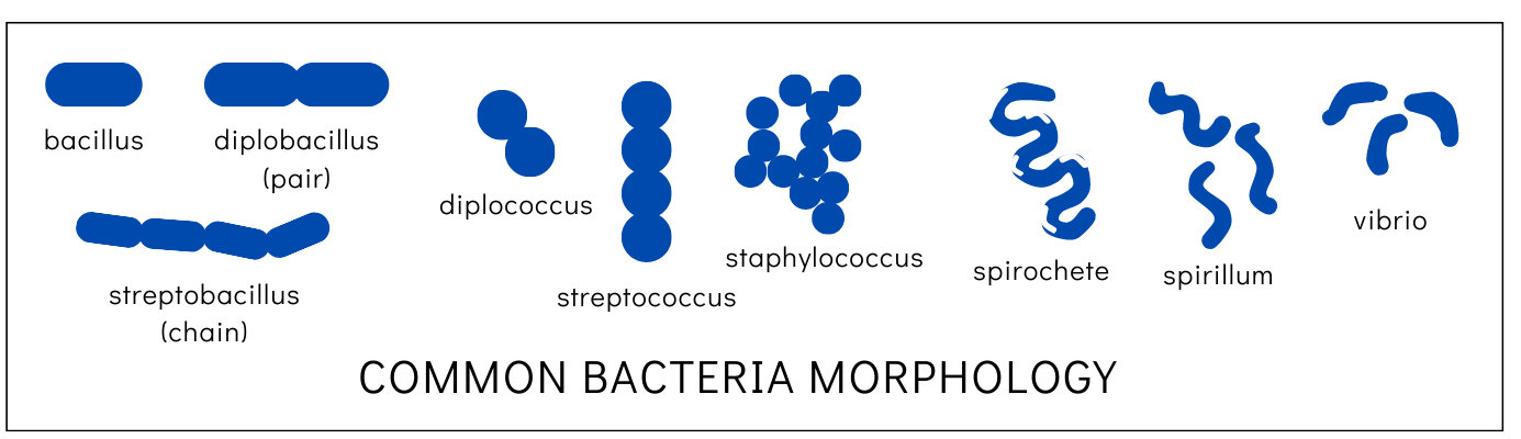 Micro Cheat Sheet! Microbiology/gram Stain/serology Notes - Mlt/mls ...