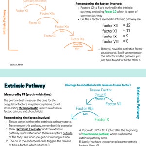 Coagulation Cascade Explained! Med Tech - Mlt/mls/rn - Study Guide ...