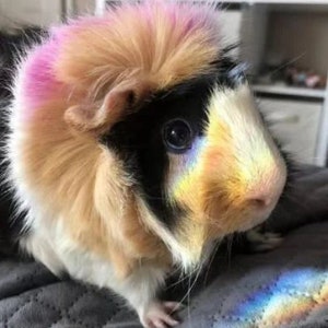 Custom Needle Felted Hamster Figurinecustom Felt Hamster Protraitwool ...