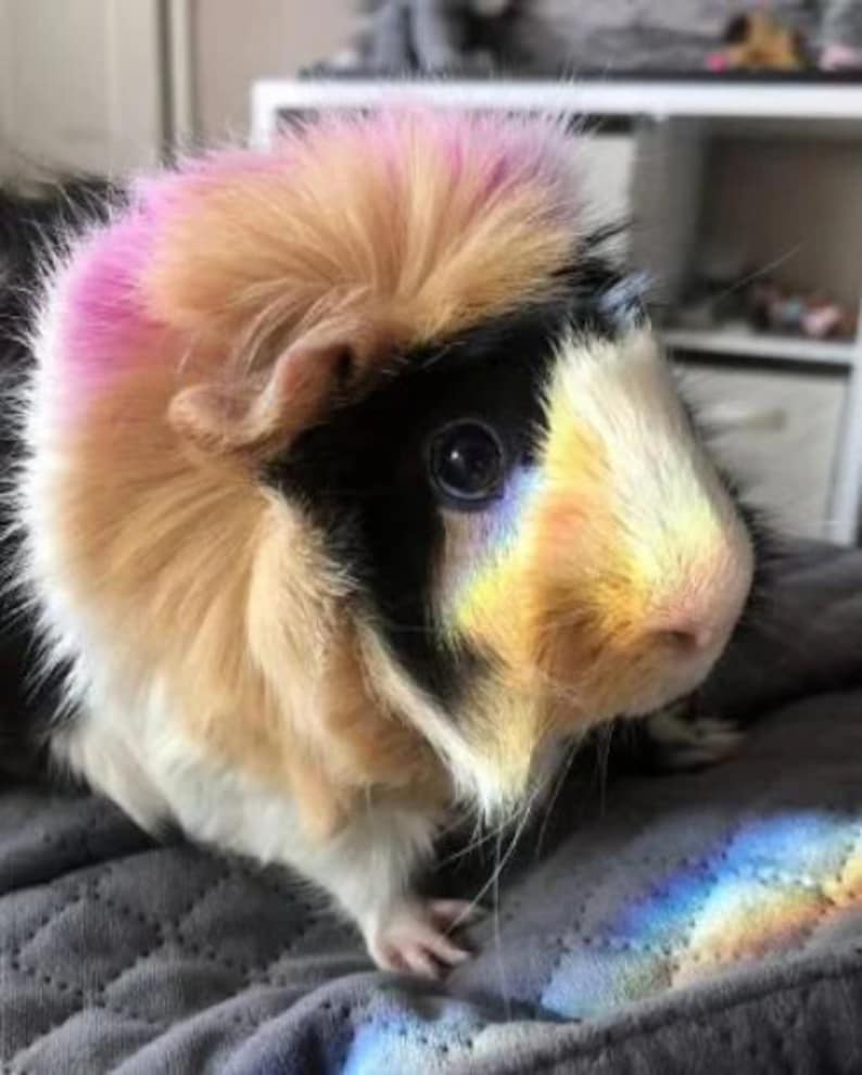 Custom Needle Felted Hamster Figurinecustom Felt Hamster Protraitwool ...