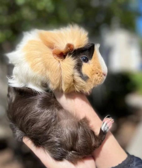 Custom Needle Felted Hamster Figurinecustom Felt Hamster Protraitwool ...