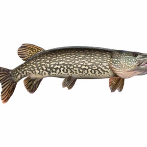 Northern Pike Replica - Metal, Realistic Northern Replica, Lodge Decor ...