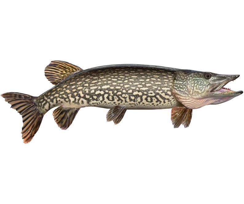 Northern Pike Replica - Metal, Realistic Northern Replica, Lodge Decor ...