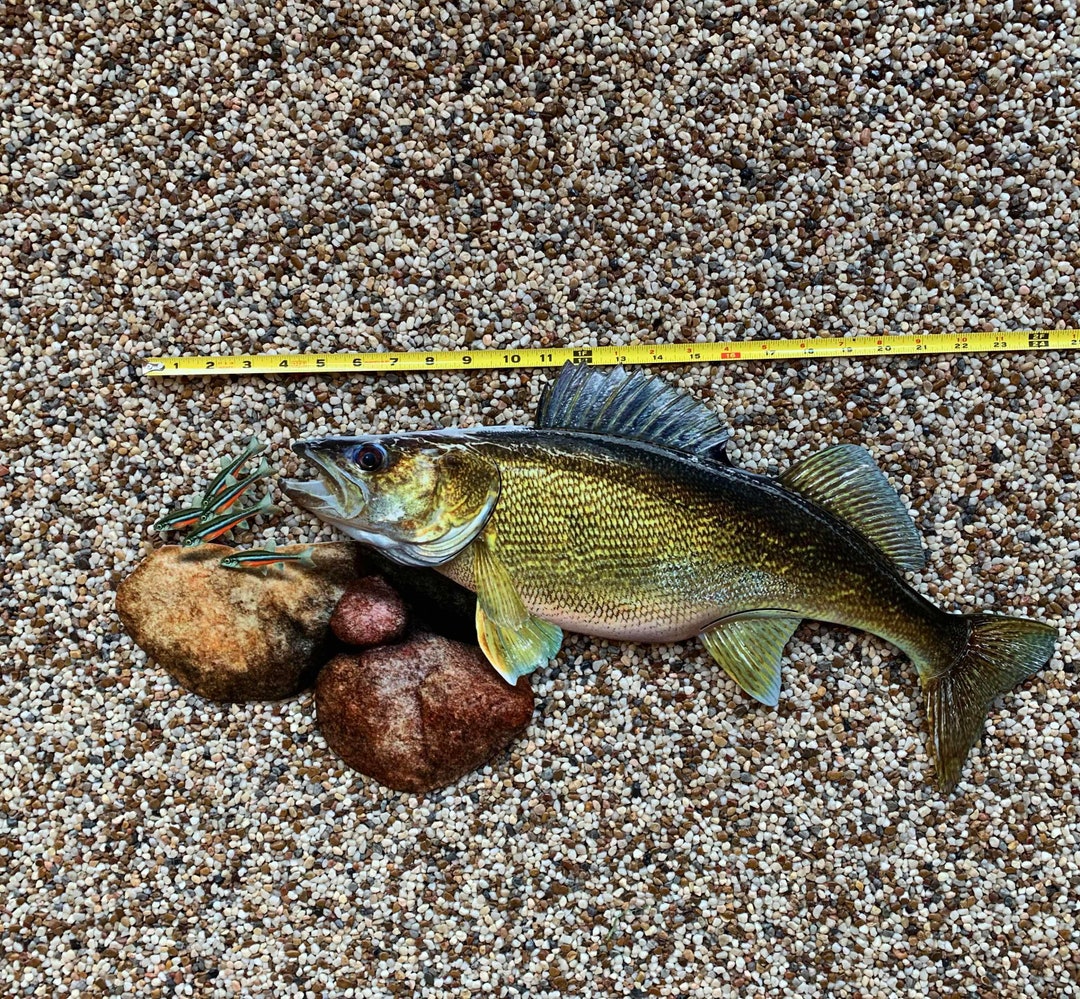 Walleye Replica Mount - 24 Inch Walleye Replica Scene, Fish Art, Fish ...