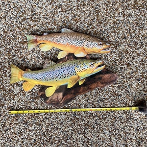 Brown Trout Duo 2D Wall Art Replica -21 Inch Flat Metal Realistic Brown ...