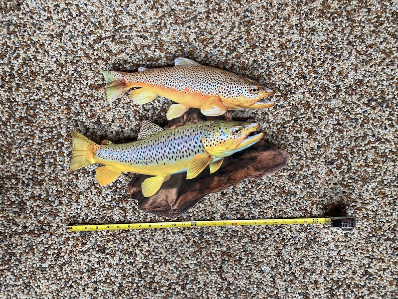 Brown Trout Duo 2D Wall Art Replica -21 Inch Flat Metal Realistic Brown ...