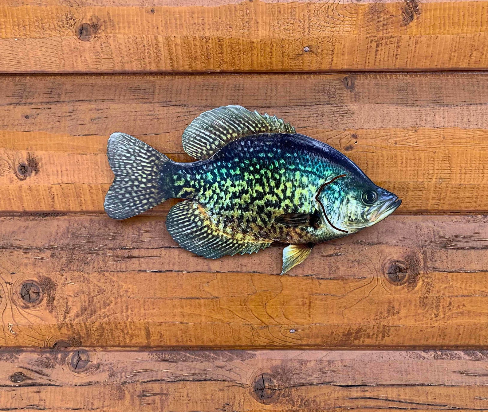 Crappie Replica Crappie Wall Mount Metal Crappie Wall - Etsy