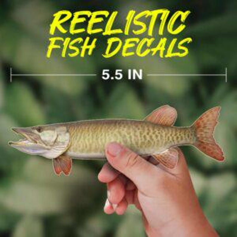 Muskie Fish Decal - Etsy