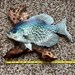 18 Inch Crappie Replica Driftwood Scene 2D Flat Metal Crappie Wall Art ...