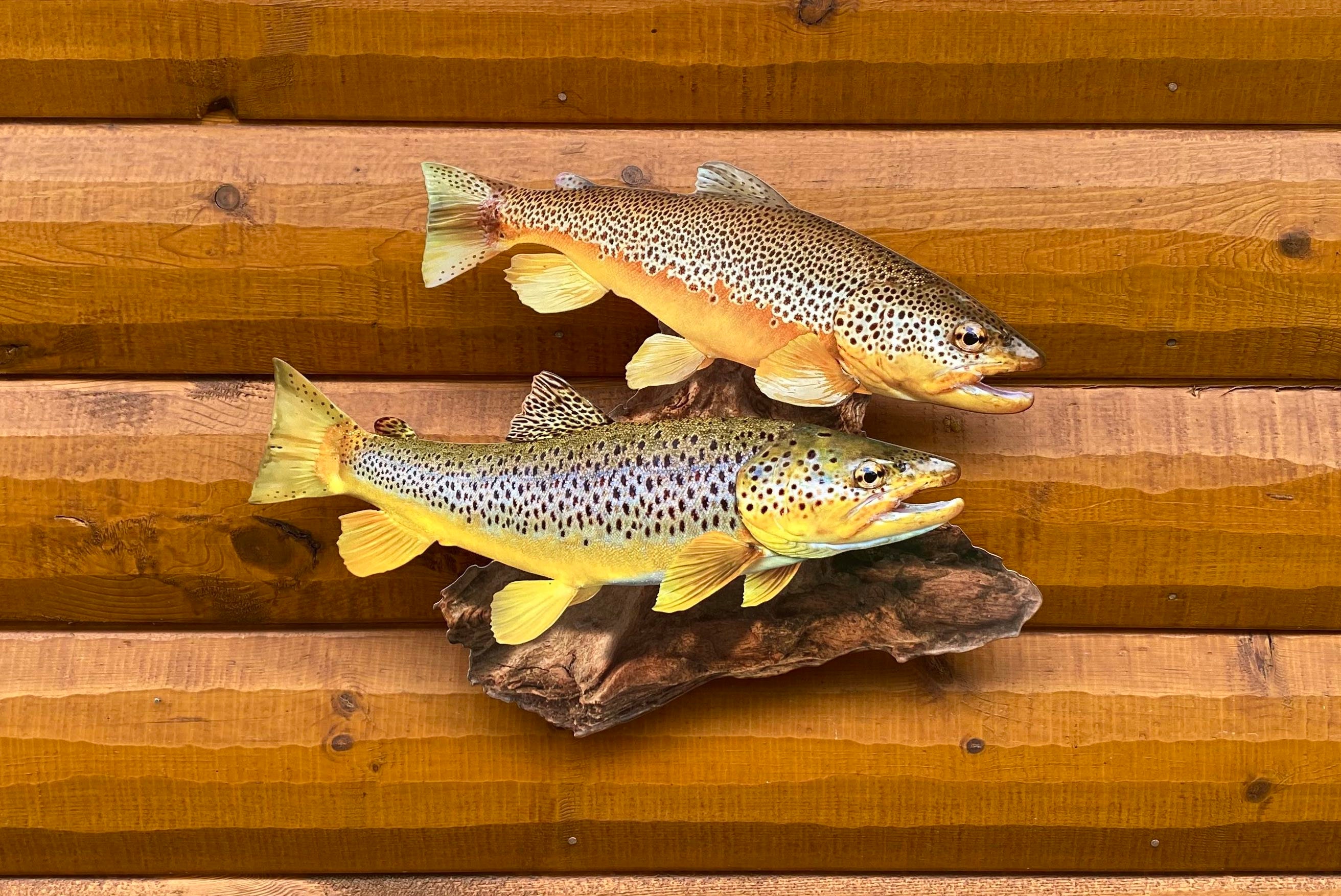 Brown Trout Duo 2D Wall Art Replica -21 Inch Flat Metal Realistic Brown ...