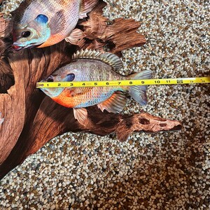 Bluegill Replica Driftwood Scene Rustic Home Decor, 2D Metal, Lake Home ...