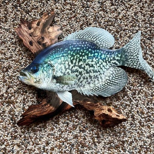 18 Inch Crappie Replica Driftwood Scene 2D Flat Metal Crappie Wall Art ...