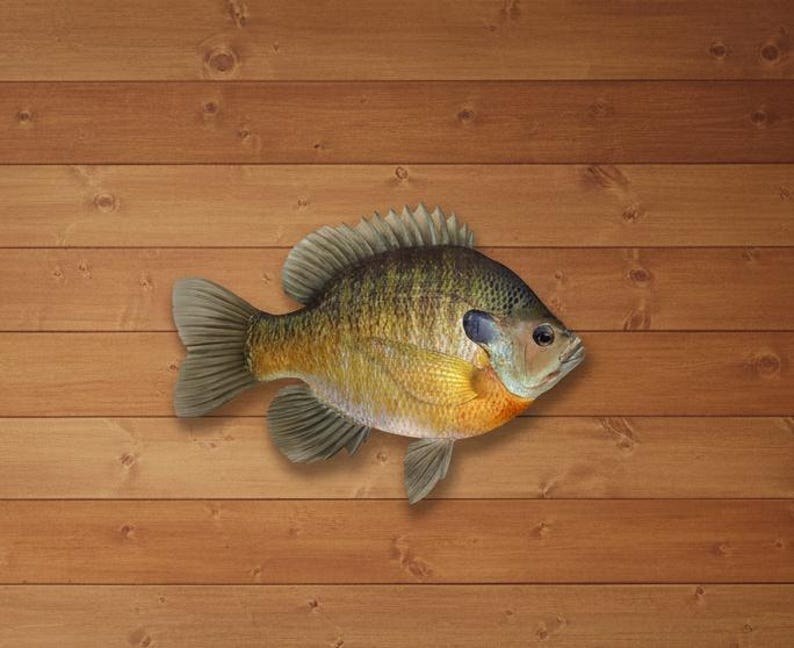 Bluegill Replica Wall Art - Flat 2D Metal, Realistic Bluegill Sunfish ...