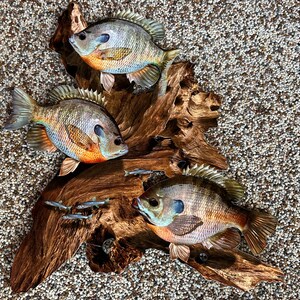 Bluegill Replica Driftwood Scene Rustic Home Decor, 2D Flat Metal, Lake ...