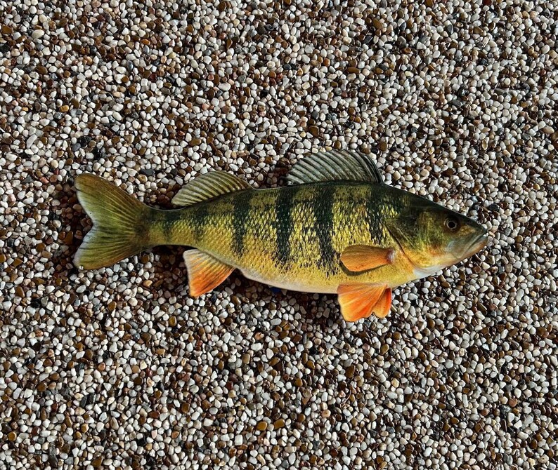 14 Inch Jumbo Perch Wall Replica - Etsy
