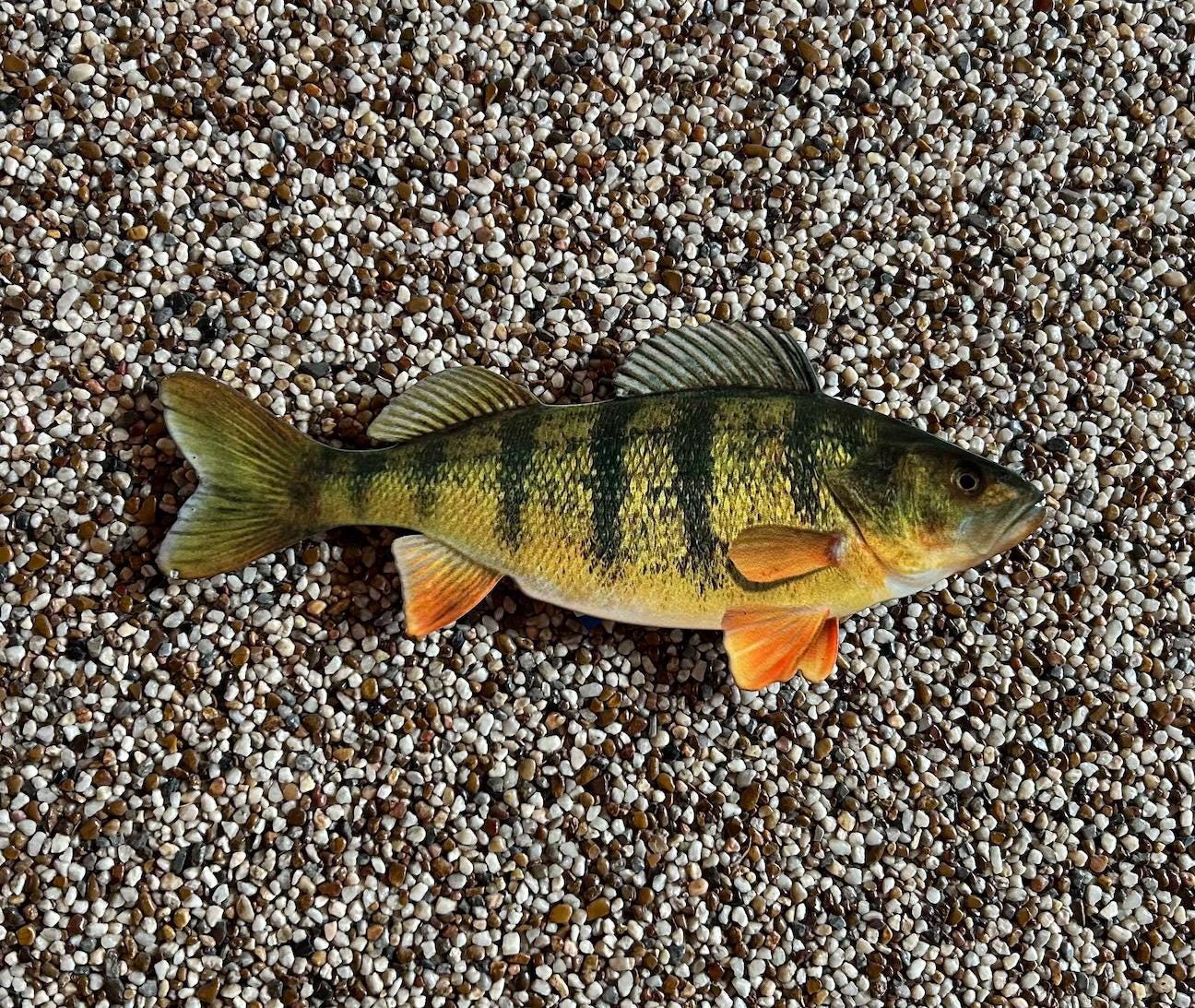 14 Inch Jumbo Perch Wall Replica - Etsy