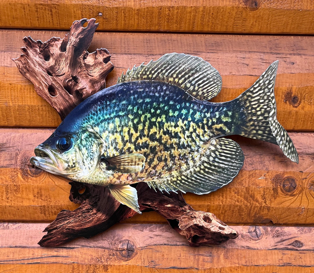 18 Inch Crappie Replica Driftwood Scene 2D Flat Metal Crappie Wall Art ...
