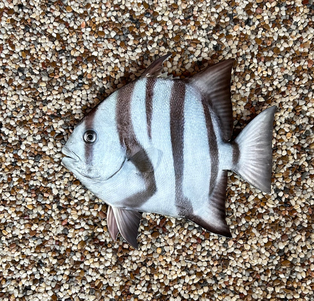 Atlantic Spadefish Metal Replica 2D Flat Metal, Realistic Fish Art ...
