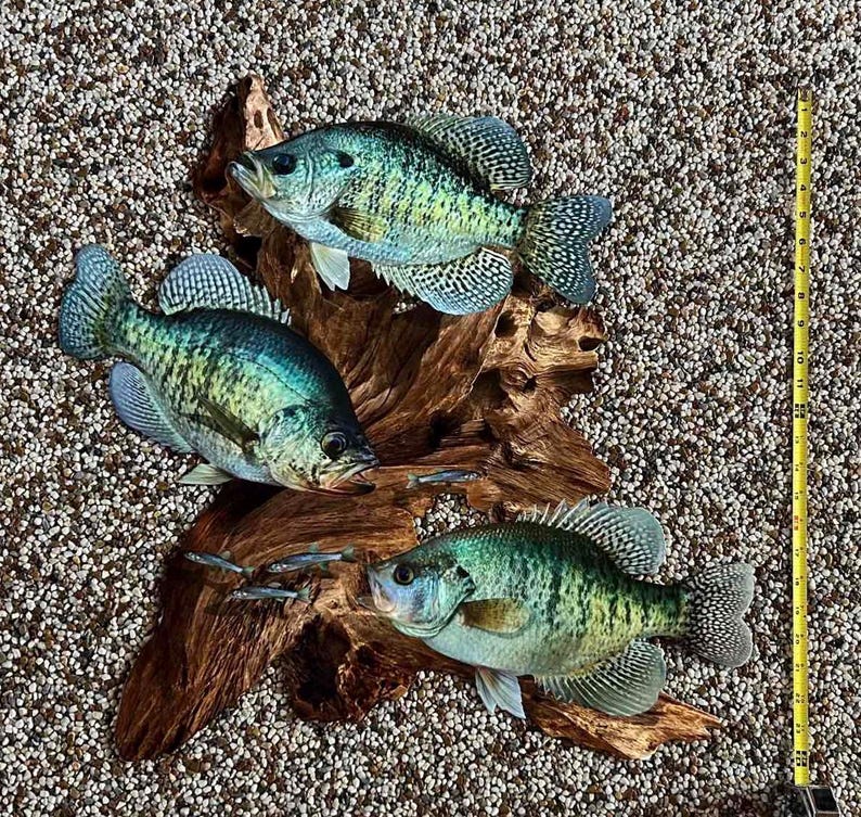 White Crappie Replica Driftwood Fish Art, Flat 2D Metal Rustic Decor ...