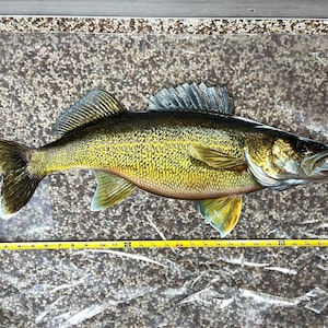 Walleye Replica - 30 Inch 2D (flat) Metal Walleye Fish Art Replica ...