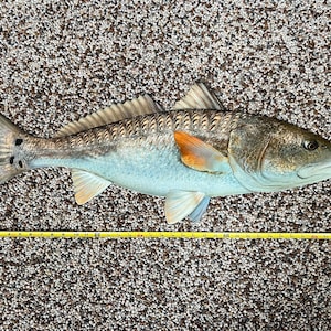 Redfish Replica - 2D Flat Metal, Realistic Red Drum Fish Art, Nautical ...