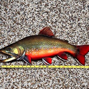 Brook Trout Replica - 23 Inch Trophy Brook Trout 2D Flat Metal Decor ...