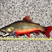 Brook Trout Replica - 23 Inch Trophy Brook Trout 2D Flat Metal Decor ...