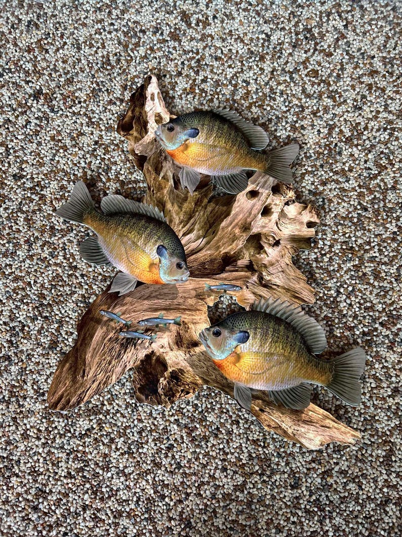 Bluegill Replica Driftwood Scene Rustic Home Decor, 2D Flat Metal, Lake ...