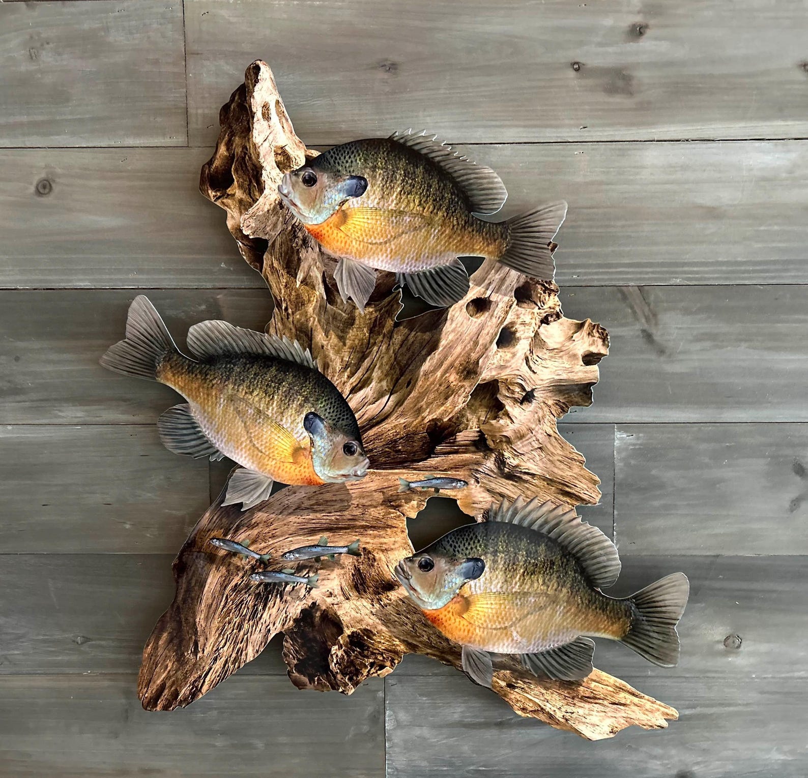 Bluegill Replica Driftwood Scene Rustic Home Decor, 2D Flat Metal, Lake ...