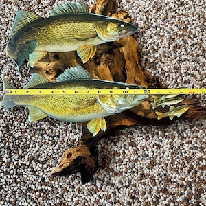Walleye Replica Duo Wall Art - Realistic 2D Metal Walleye Driftwood ...