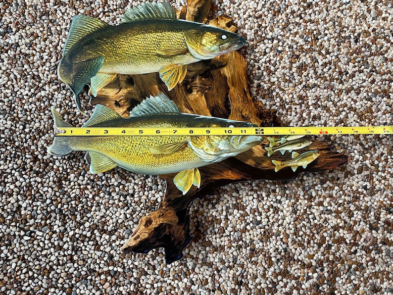 Walleye Replica Duo Wall Art - Realistic 2D Metal Walleye Driftwood ...
