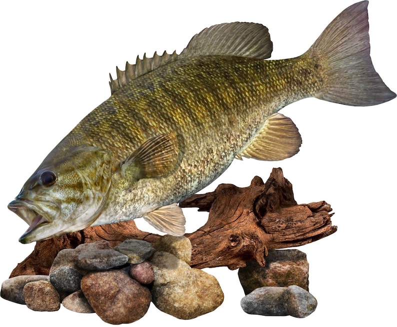 23" Smallmouth Bass Replica Wall Art Scene - 2D Flat Metal Smallmouth ...