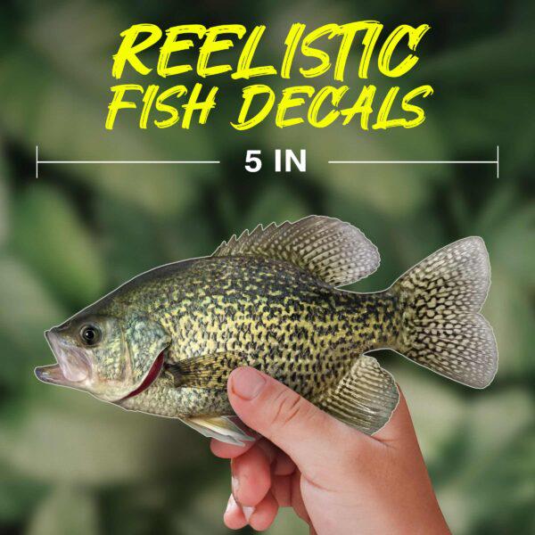Black Crappie Fish Decal - Etsy