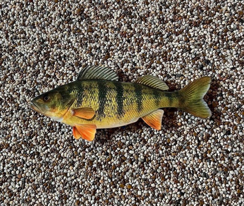 14 Inch Jumbo Perch Wall Replica - Etsy