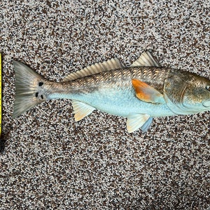 Redfish Replica - 2D Flat Metal, Realistic Red Drum Fish Art, Nautical ...