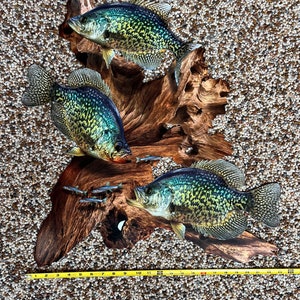 Crappie Replica Driftwood Scene Flat 2D Metal Rustic Decor, Crappie ...