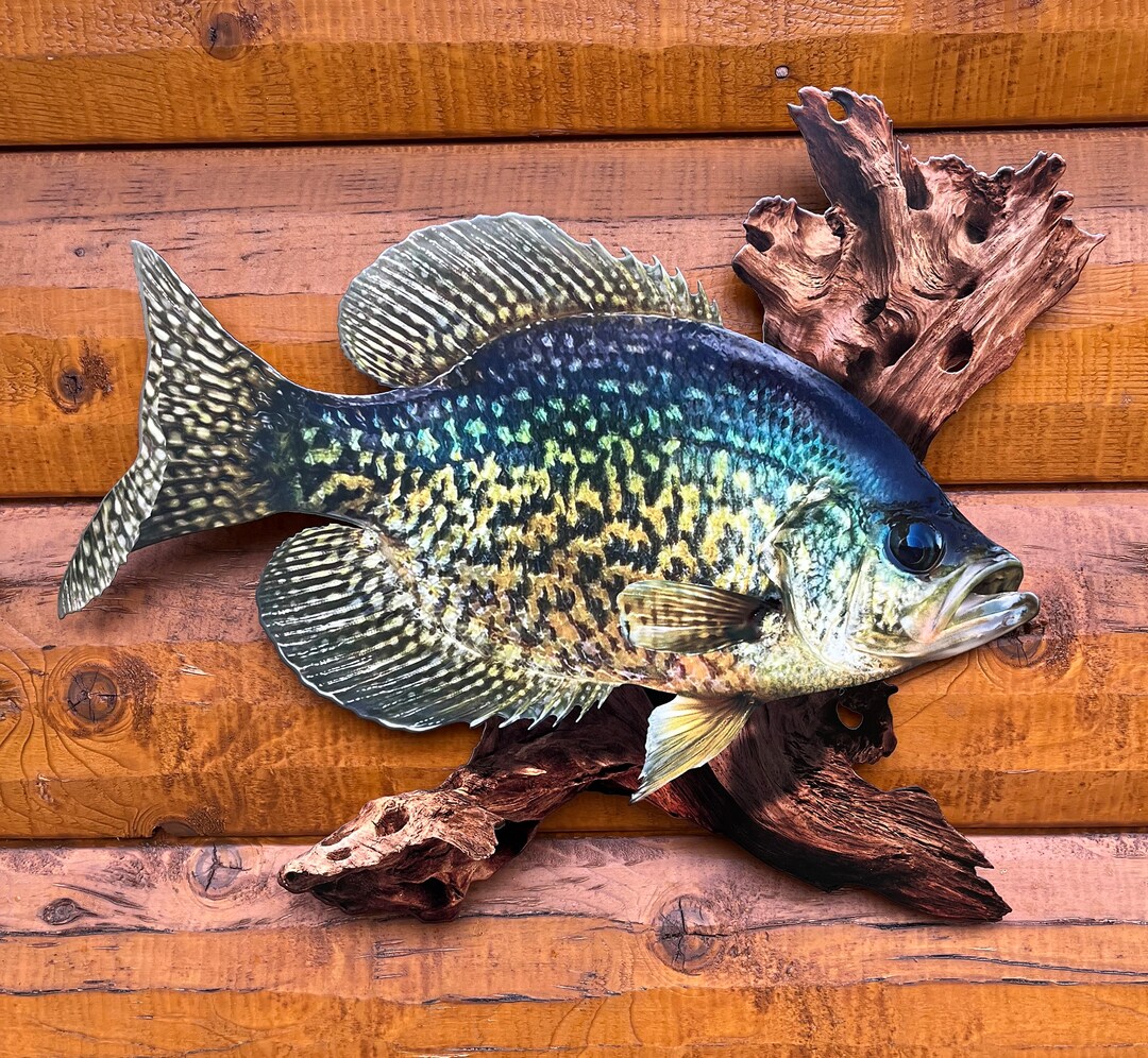 18 Inch Crappie Replica Driftwood Scene 2D Metal Crappie Wall Art ...