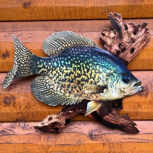 18 Inch Crappie Replica Driftwood Scene 2D Flat Metal Crappie Wall Art ...