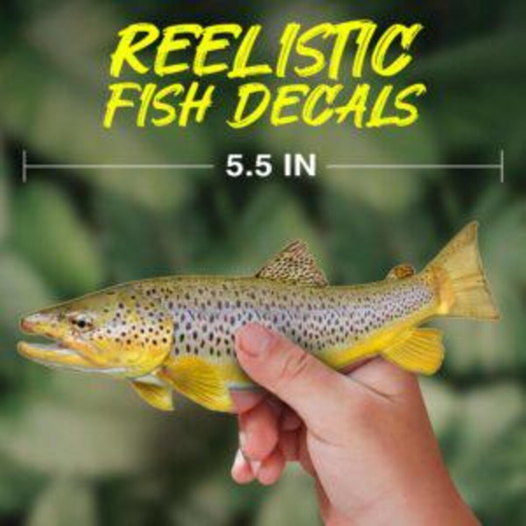 Brown Trout Fish Decal - Etsy