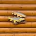 Brown Trout Duo 2D Wall Art Replica -21 Inch Flat Metal Realistic Brown ...