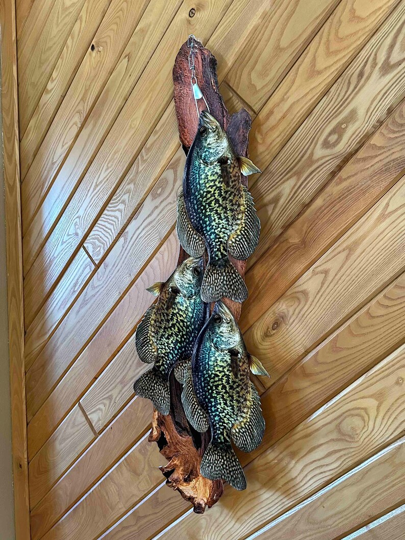 Crappie Stringer Mount Layered Flat 2D Metal of 14 Inch Crappies ...