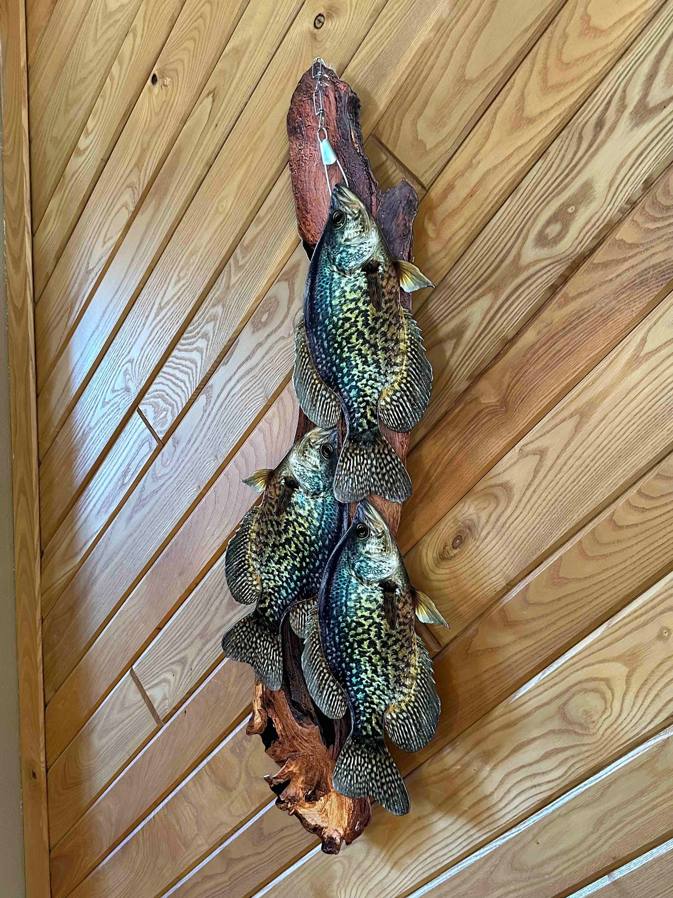 Crappie Stringer Mount Layered Flat 2D Metal of 14 Inch Crappies ...