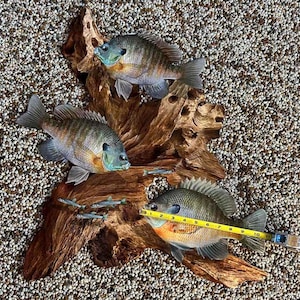 Bluegill Replica Driftwood Scene Rustic Home Decor, 2D Flat Metal, Lake ...