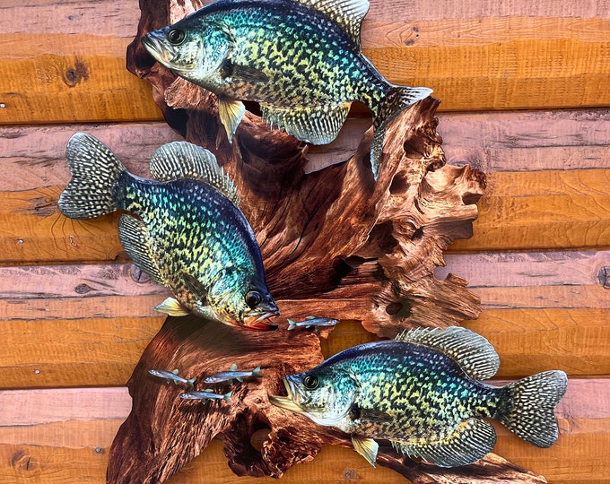 Beautiful Crappie Fish Taxidermy Wall Mount Wildlife Real Skin - Etsy