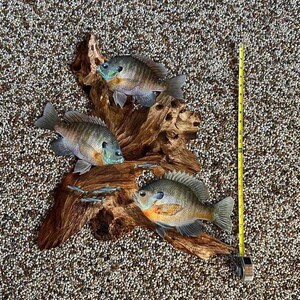 Bluegill Replica Driftwood Scene Rustic Home Decor, 2D Flat Metal, Lake ...