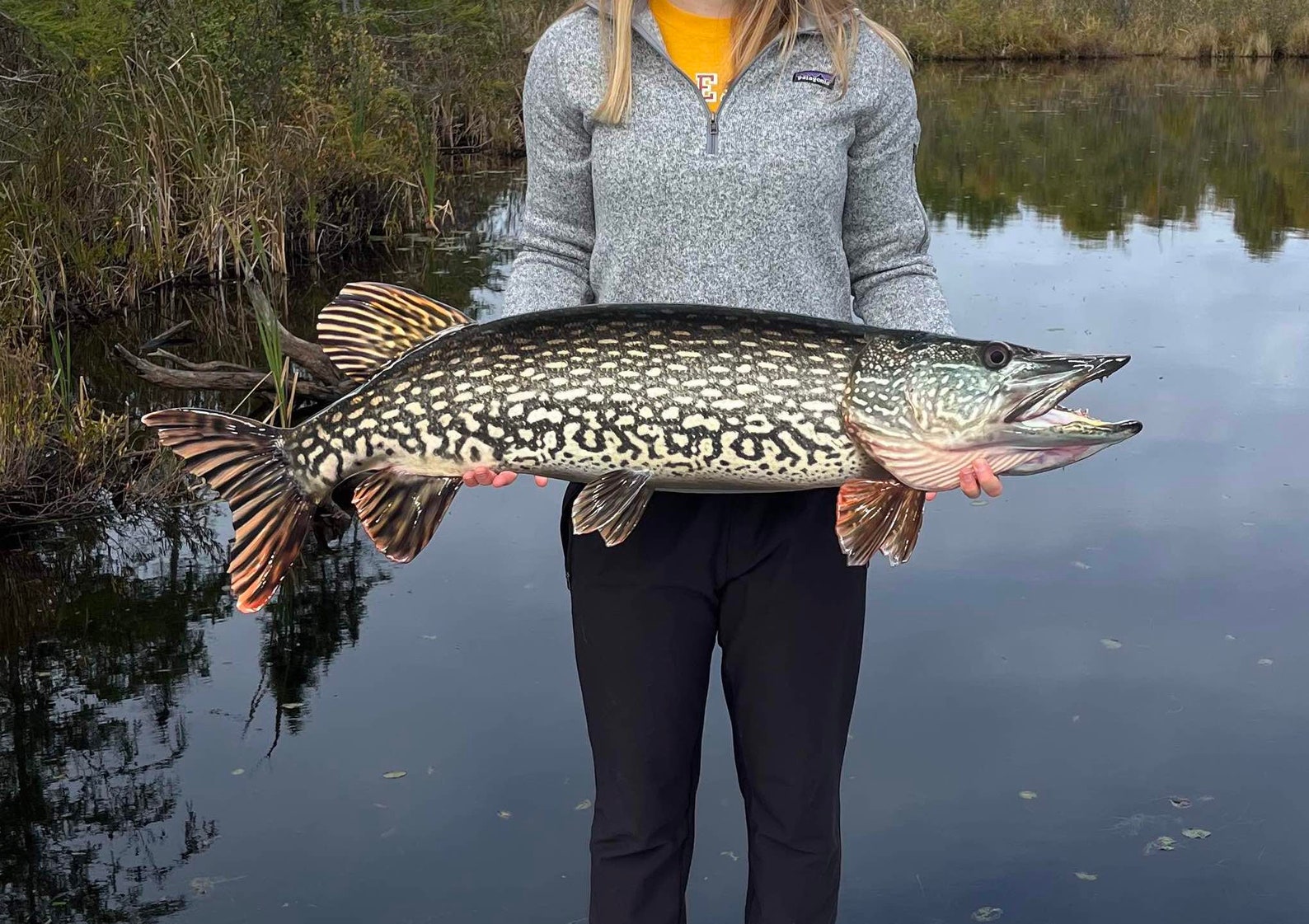 Northern Pike Replica - Metal, Realistic Northern Replica, Lodge Decor ...