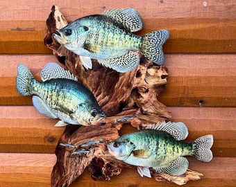 Crappie Replica - Crappie Wall Mount - Metal, Crappie Wall Art, Closed ...