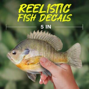 Bluegill Fish Decal - Etsy